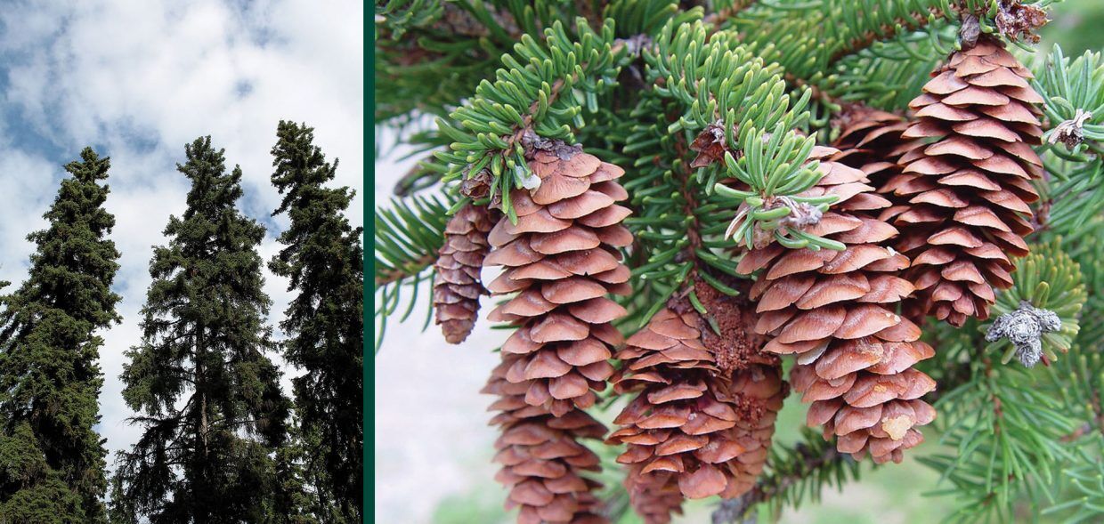 White Spruce | Johnson's Nursery | KB