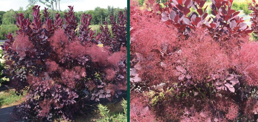 Winecraft Black® Smokebush | Johnson's Nursery | KB