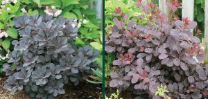 Winecraft Black® Smokebush | Johnson's Nursery | KB