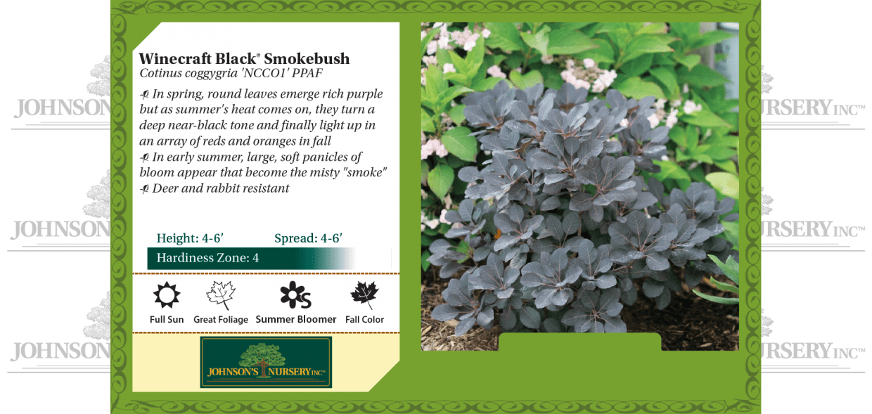 Winecraft Black® Smokebush | Johnson's Nursery | KB