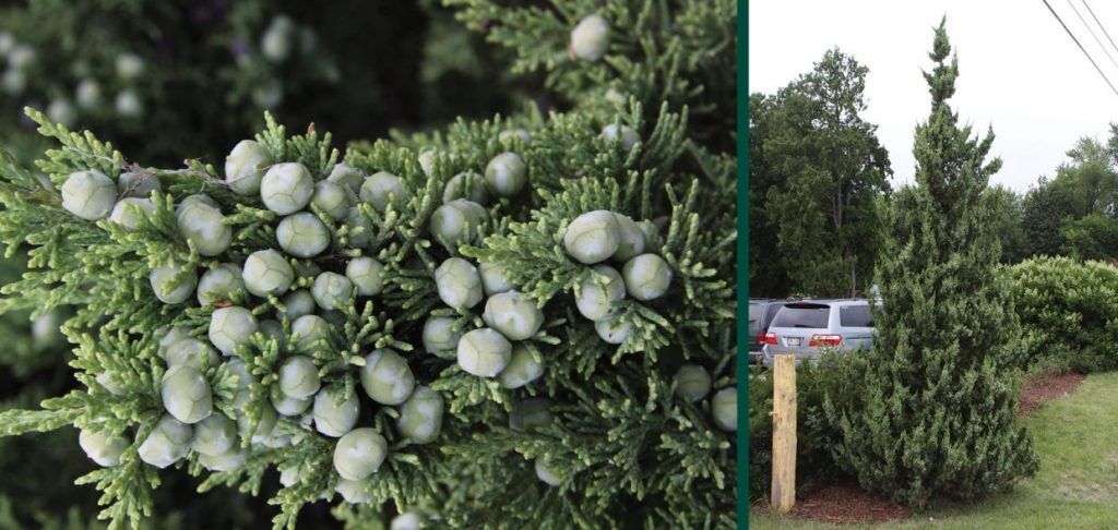 Trautman Plants | Johnson's Nursery | KB