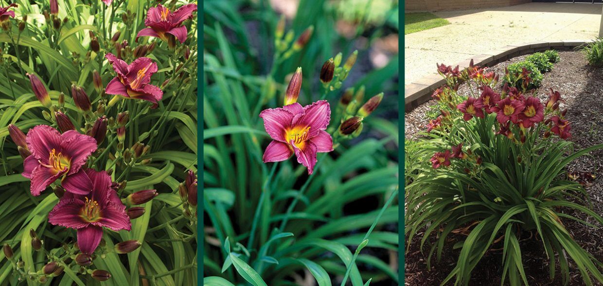 Little Grapette Daylily | Johnson's Nursery | KB
