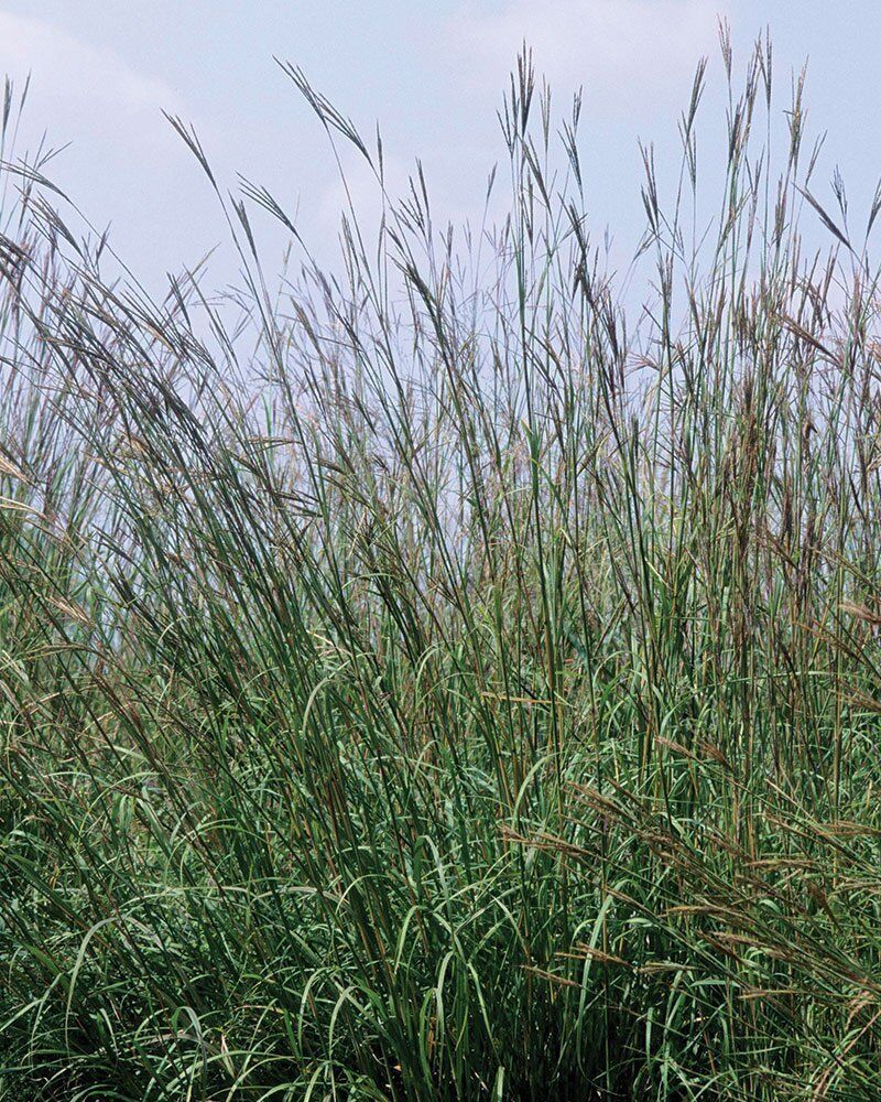 Grass & Sedge Comparison Chart | Johnson's Nursery | KB