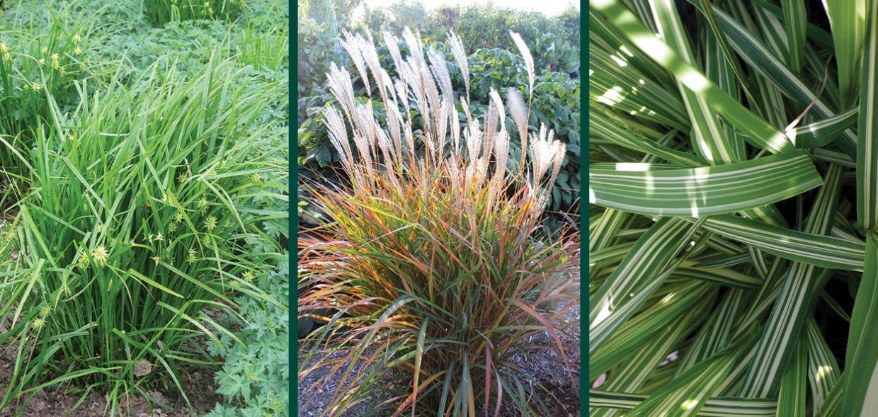 Grass & Sedge Comparison Chart | Johnson's Nursery | KB