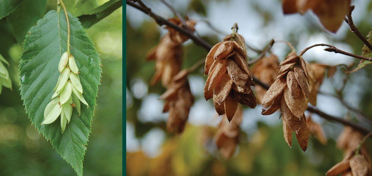 Ironwood | Johnson's Nursery | KB