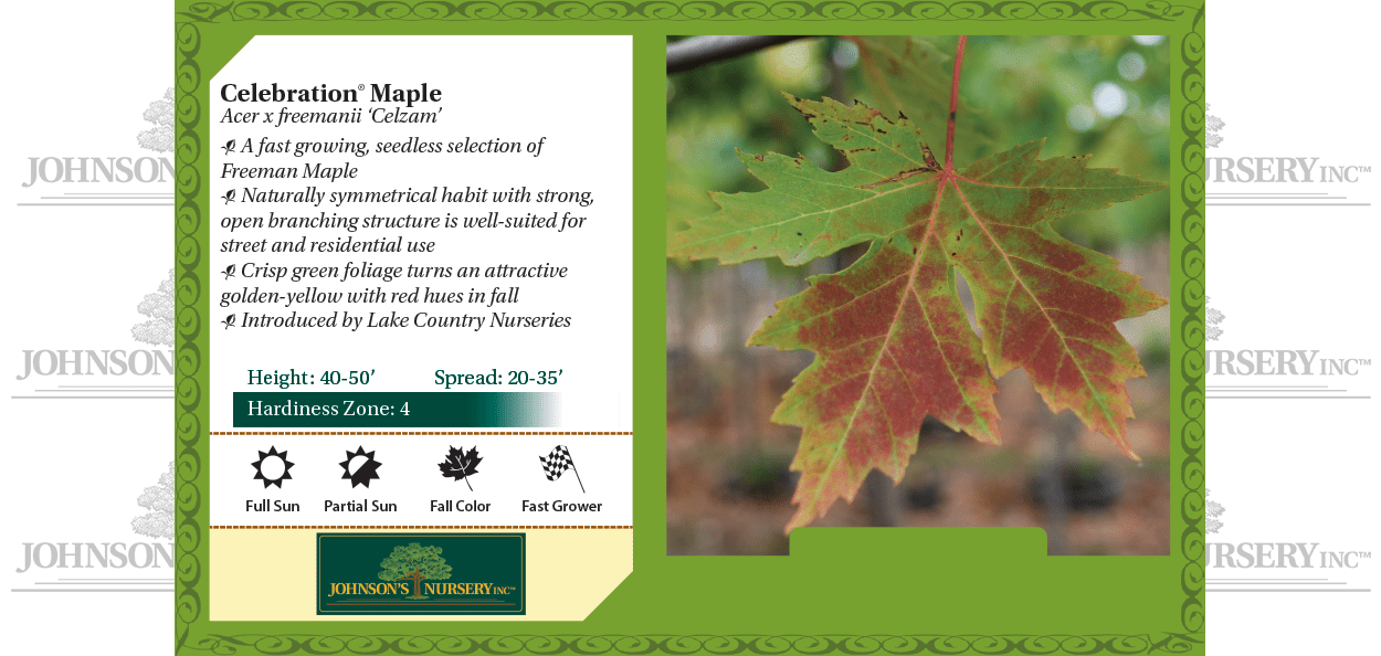 Celebration® Maple | Johnson's Nursery | KB