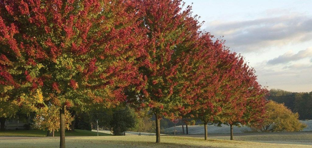 Celebration® Maple | Johnson's Nursery | KB