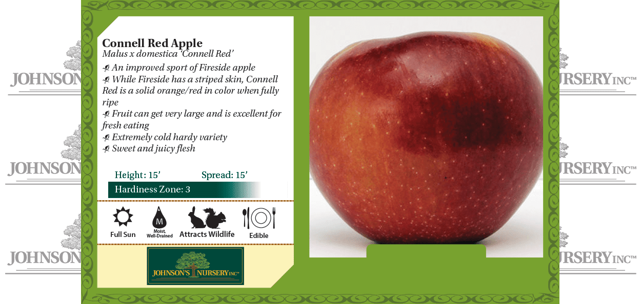 Connell Red Apple | Johnson's Nursery | KB
