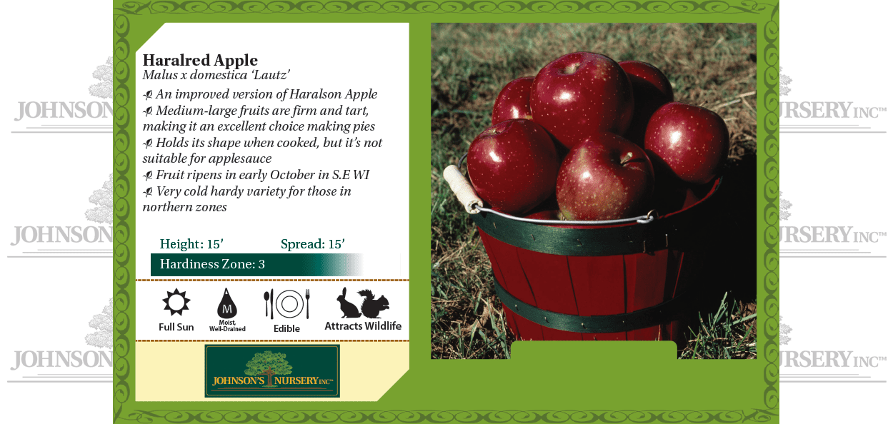 Haralred® Apple | Johnson's Nursery | KB