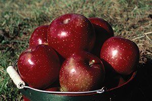 Haralred® Apple | Johnson's Nursery | KB
