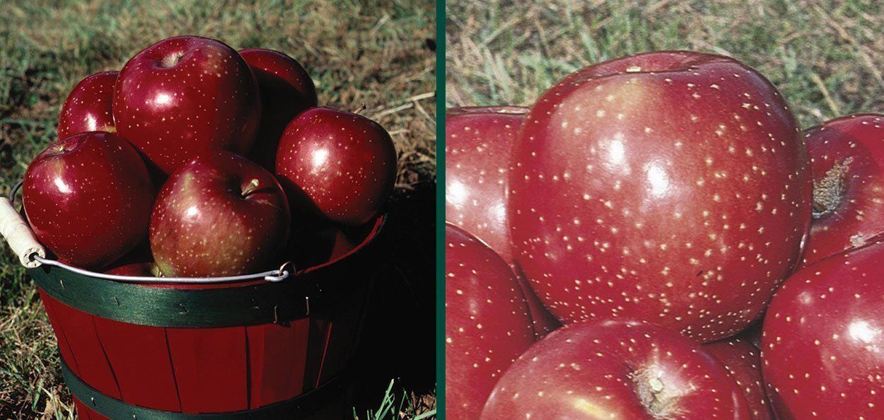 Haralred® Apple | Johnson's Nursery | KB