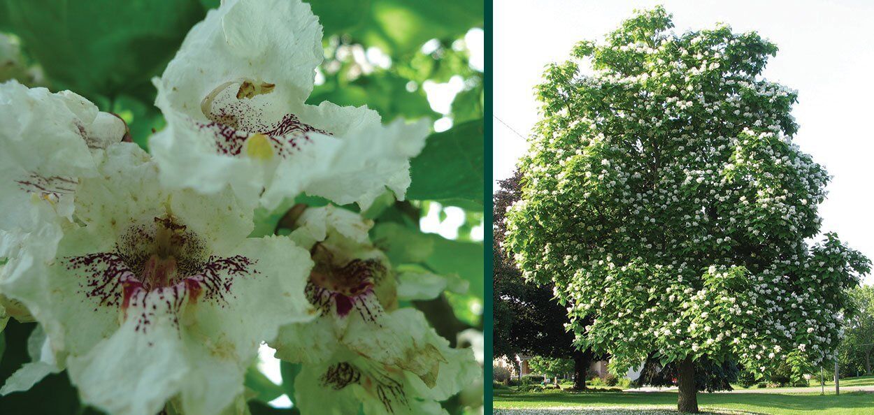 Northern Catalpa | Johnson's Nursery | KB