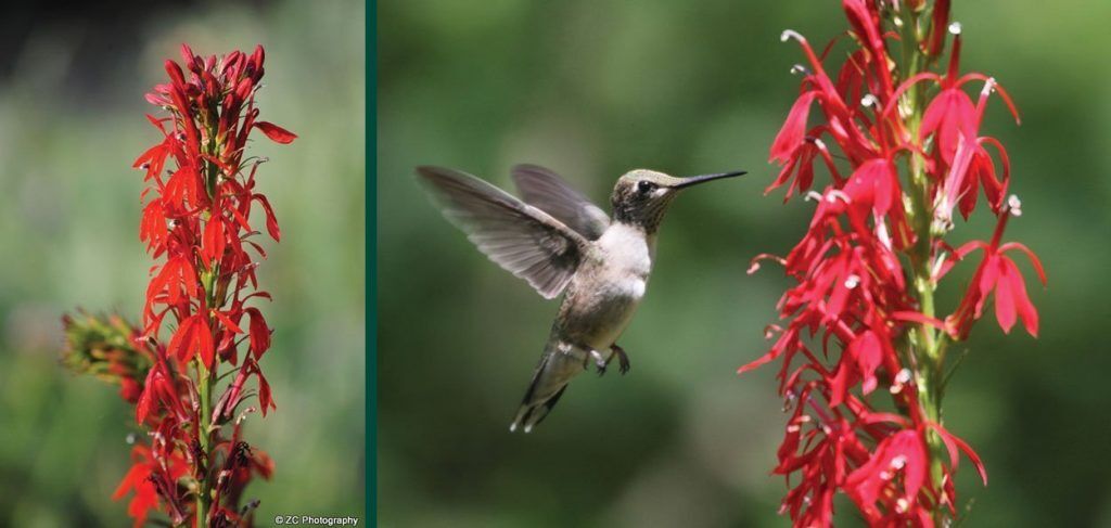 Cardinal Flower | Johnson's Nursery | KB