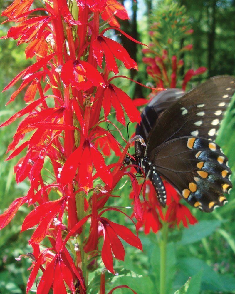 Wisconsin Native Perennials | Johnson's Nursery | Knowledgebase