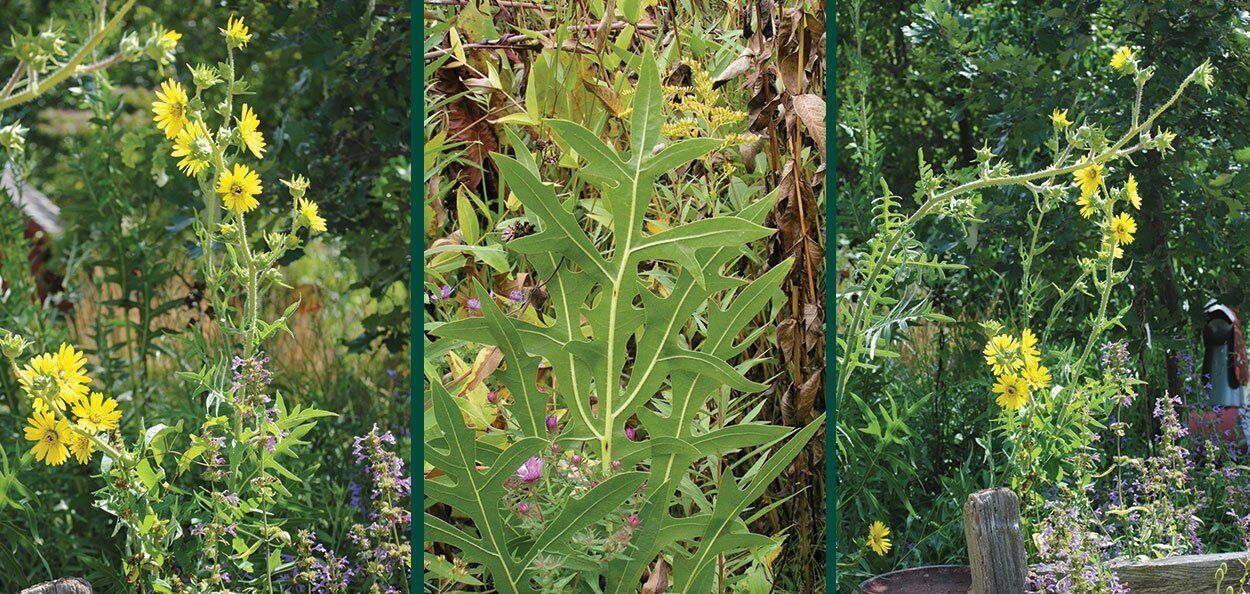 Compass Plant | Johnson's Nursery | KB