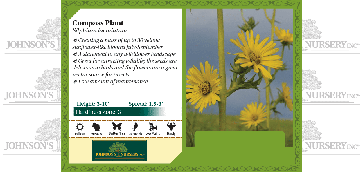 Compass Plant | Johnson's Nursery | KB