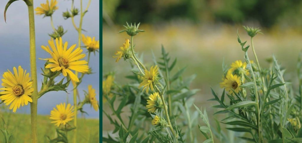 Compass Plant | Johnson's Nursery | KB