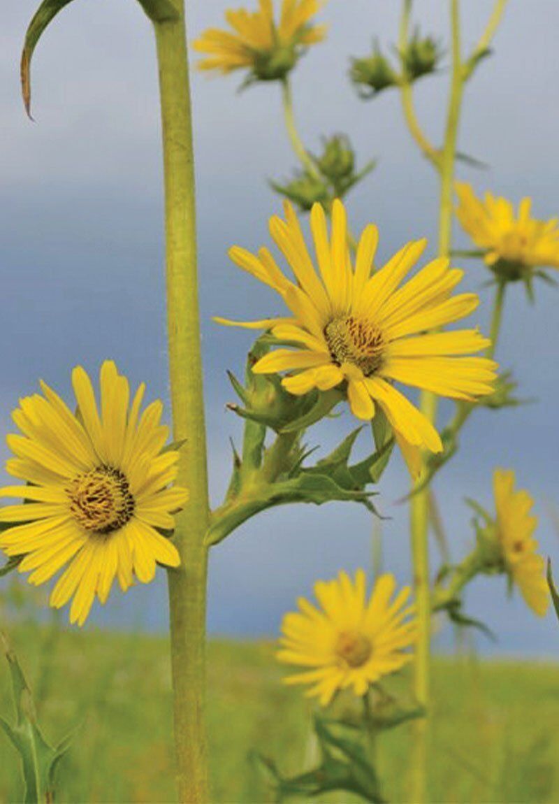 Compass Plant | Johnson's Nursery | KB