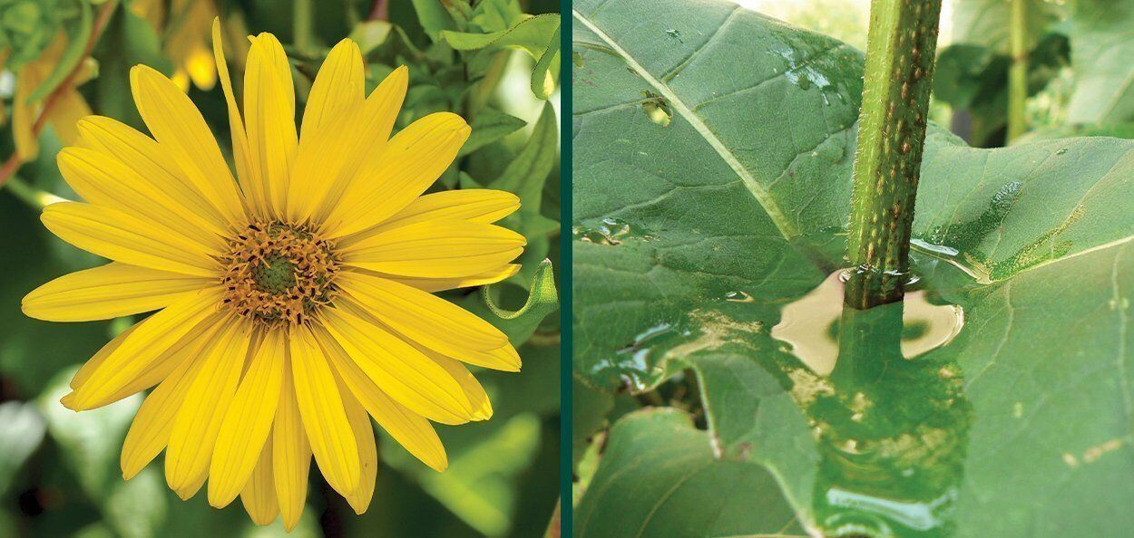 Cup Plant | Johnson's Nursery | KB