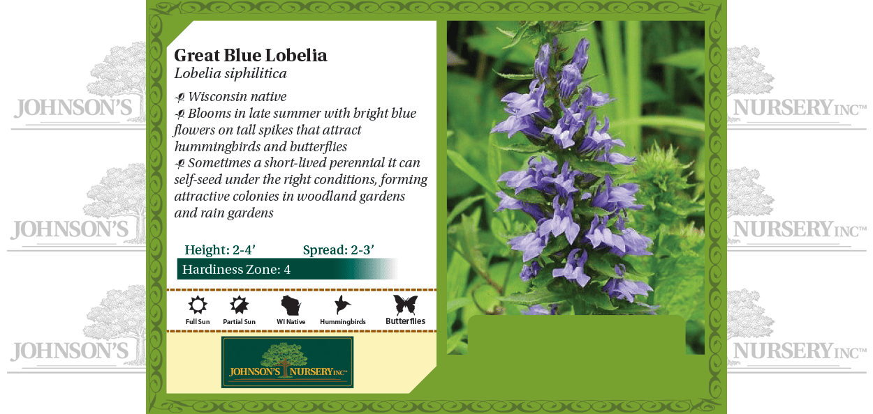 Great Blue Lobelia | Johnson's Nursery | KB