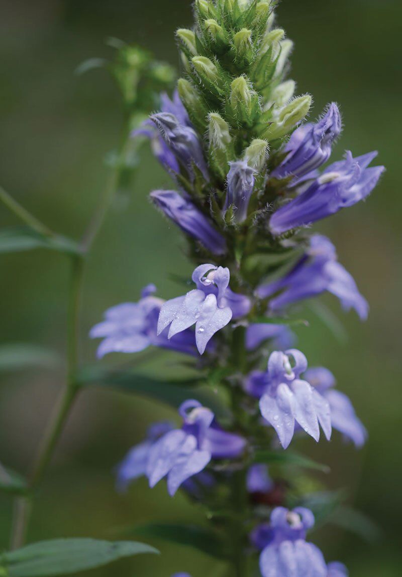 Wisconsin Native Perennials | Johnson's Nursery | Knowledgebase