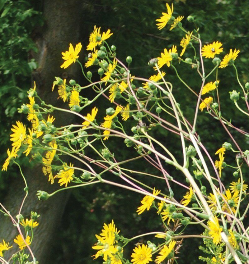 Wisconsin Native Perennials | Johnson's Nursery | Knowledgebase