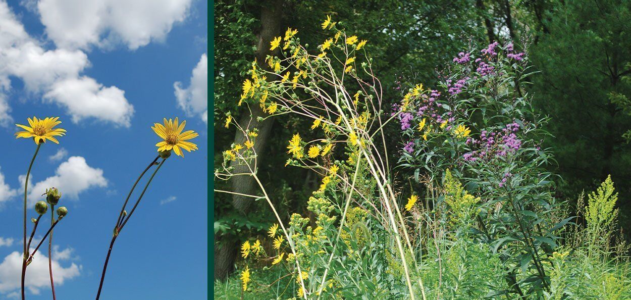 Prairie Dock | Johnson's Nursery | KB