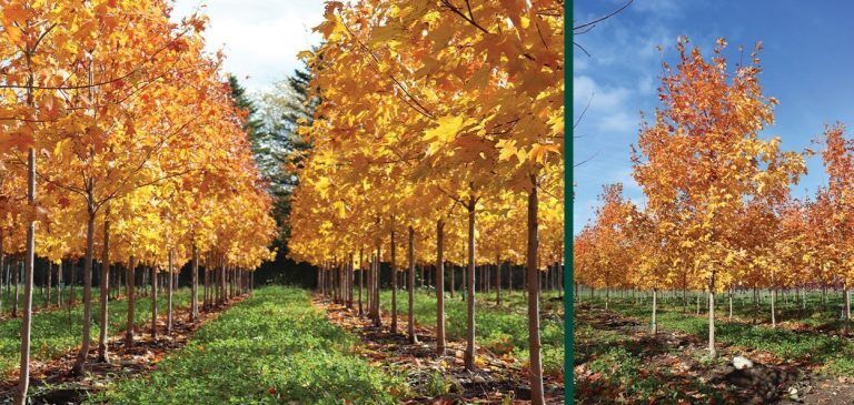 Sugar Maple | Johnson's Nursery | KB