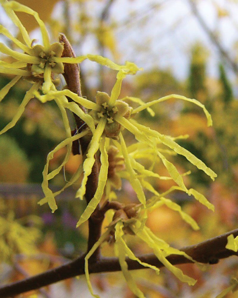 Wisconsin Native Shrubs | Johnson's Nursery | Knowledgebase