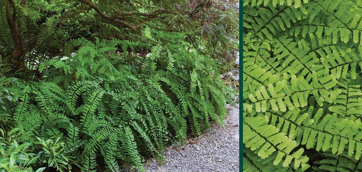 Maidenhair Fern | Johnson's Nursery | KB