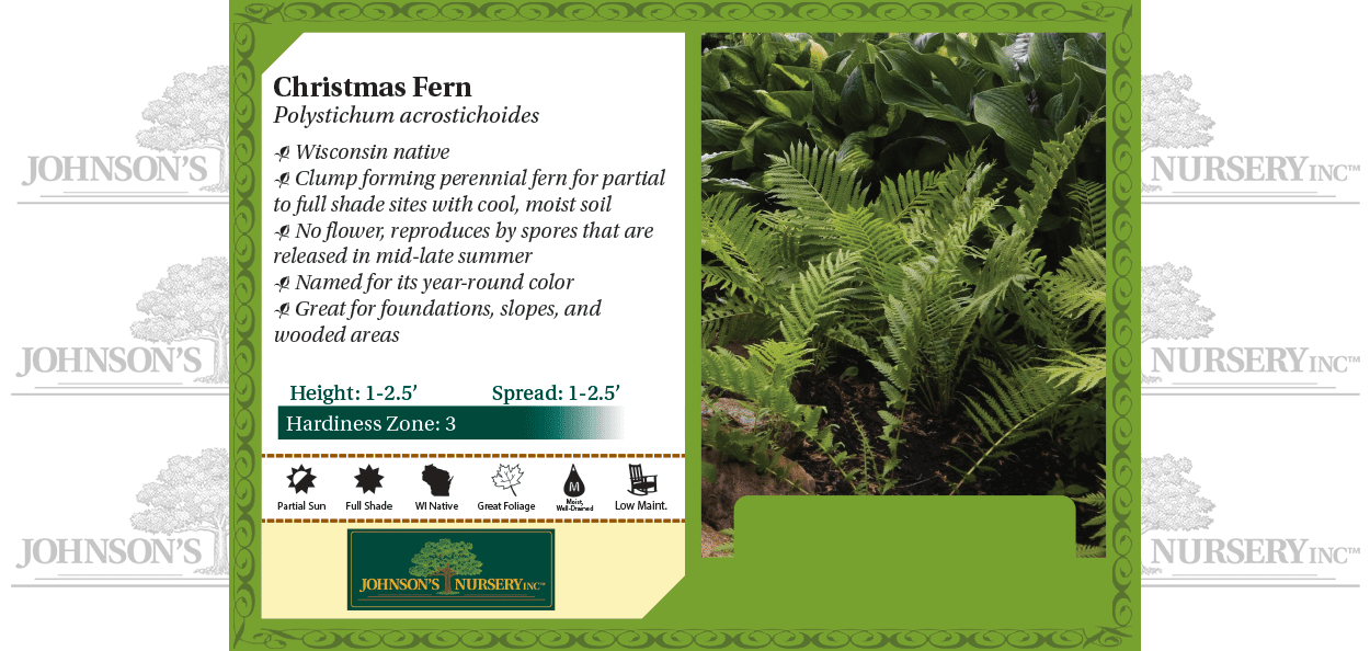 Christmas Fern | Johnson's Nursery | KB
