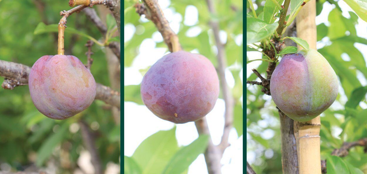 BlackIce® Plum | Johnson's Nursery | KB