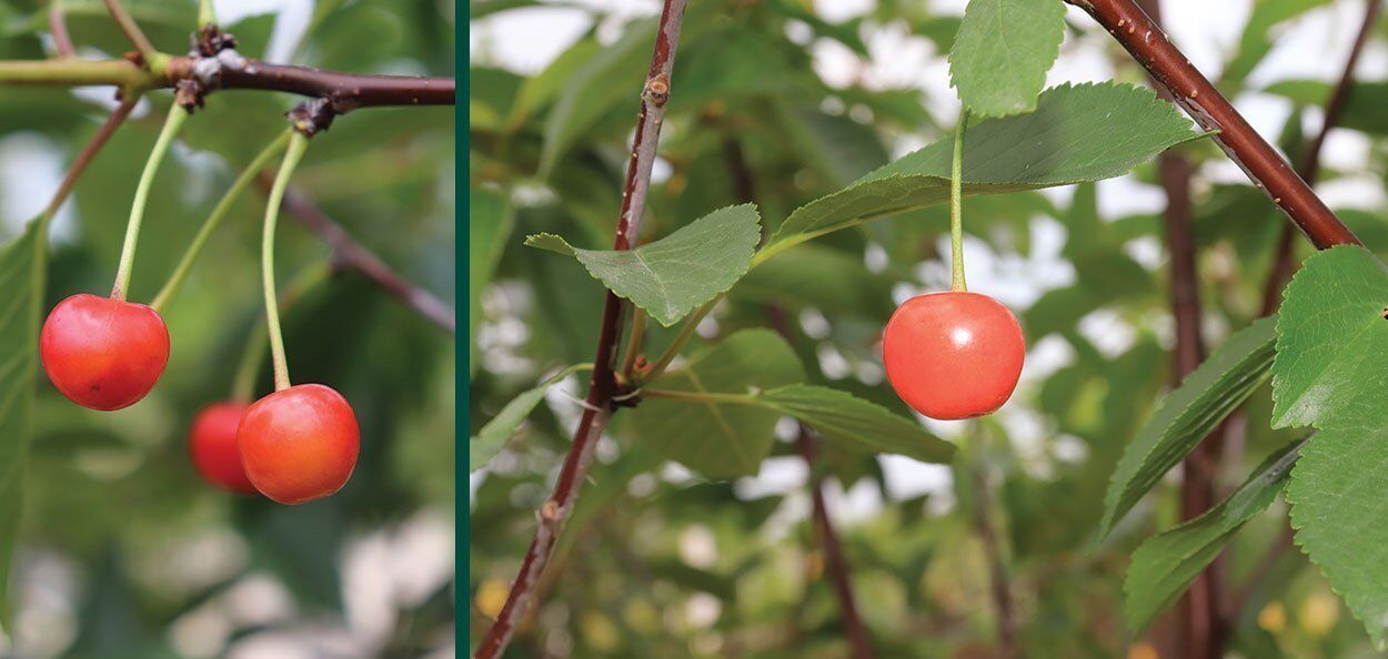 Mesabi Cherry | Johnson's Nursery | KB