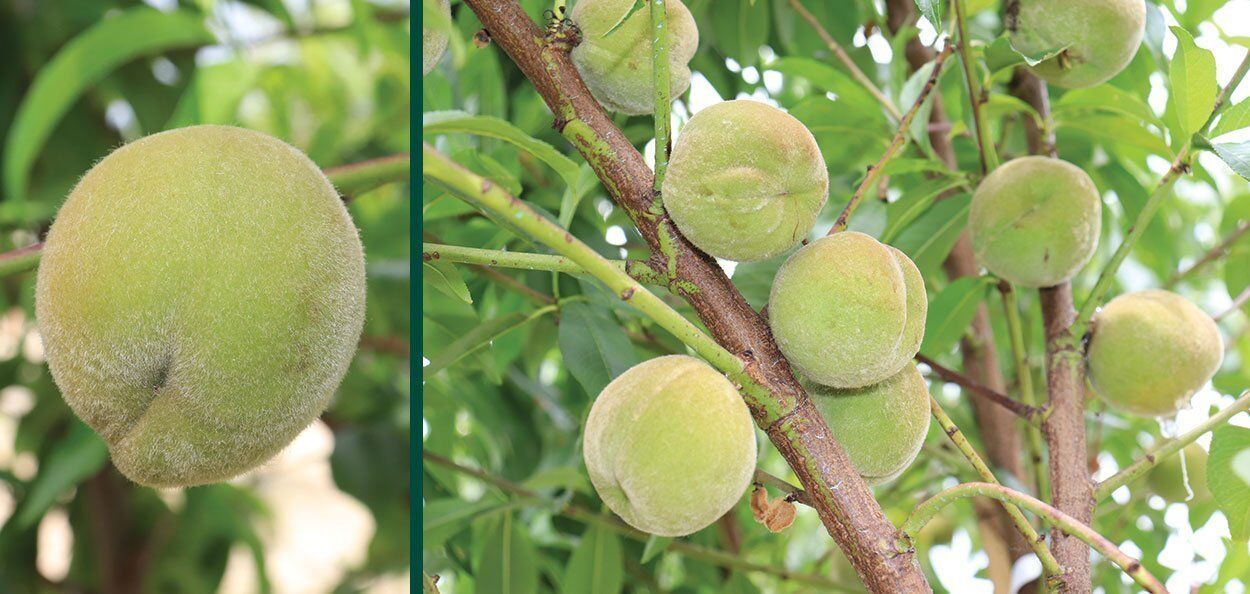 Reliance Peach | Johnson's Nursery | KB