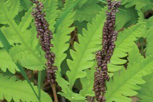 Sensitive Fern | Johnson's Nursery | KB