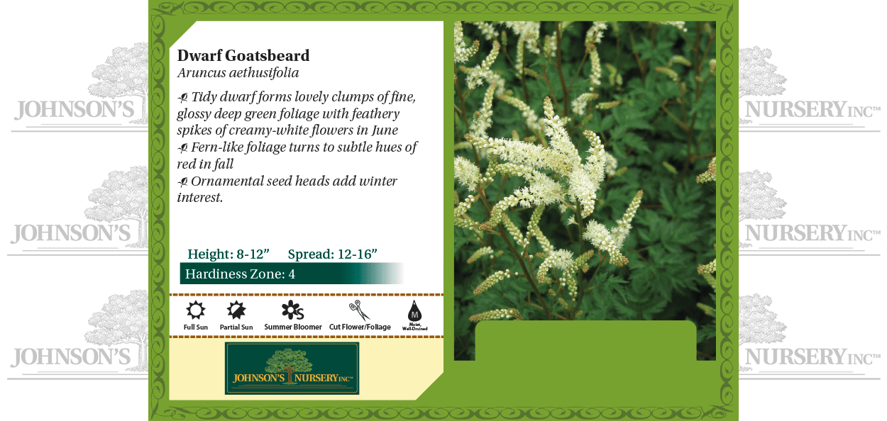 Dwarf Goatsbeard | Johnson's Nursery | KB
