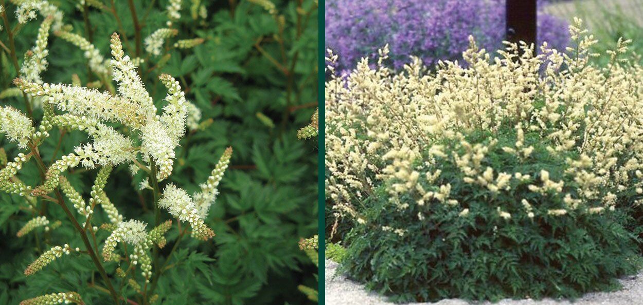 Dwarf Goatsbeard | Johnson's Nursery | KB