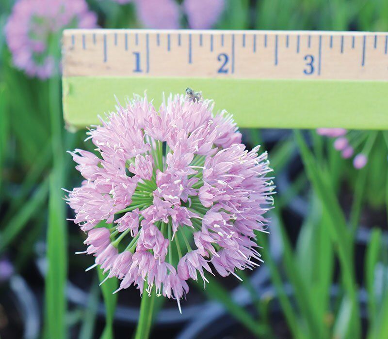 Ornamental Onion Comparison | Johnson's Nursery | KB