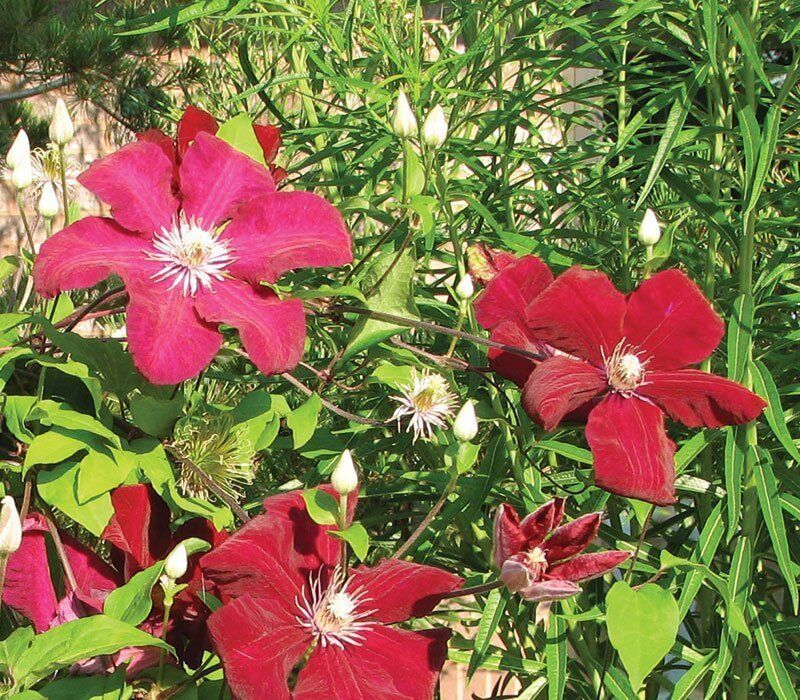 Rouge Cardinal Clematis | Johnson's Nursery | KB
