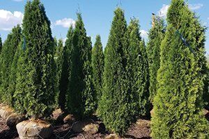 Emerald Arborvitae | Johnson's Nursery | KB