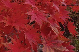 Korean Maple | Johnson's Nursery | KB