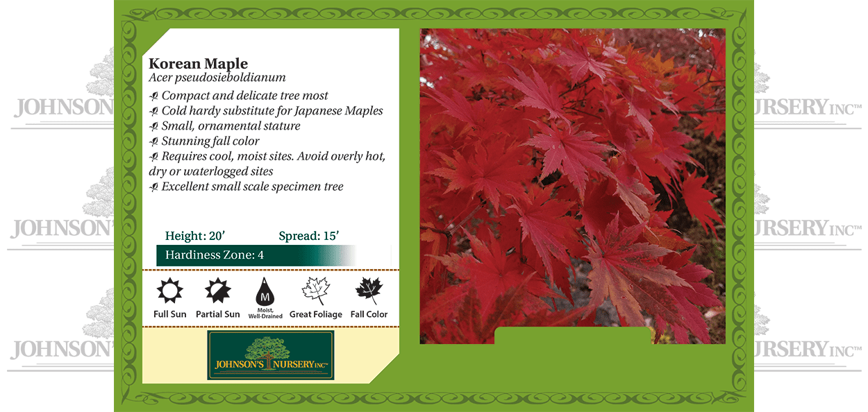Korean Maple | Johnson's Nursery | KB