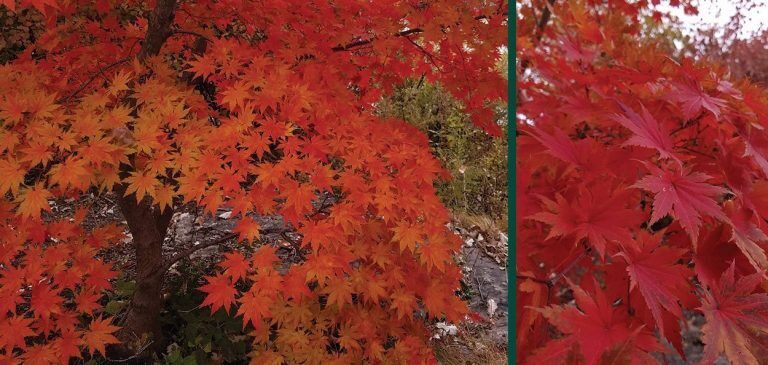 Korean Maple | Johnson's Nursery | KB