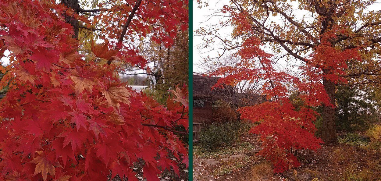 Korean Maple | Johnson's Nursery | KB