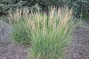 Overdam Feather Reed Grass | Johnson's Nursery | KB