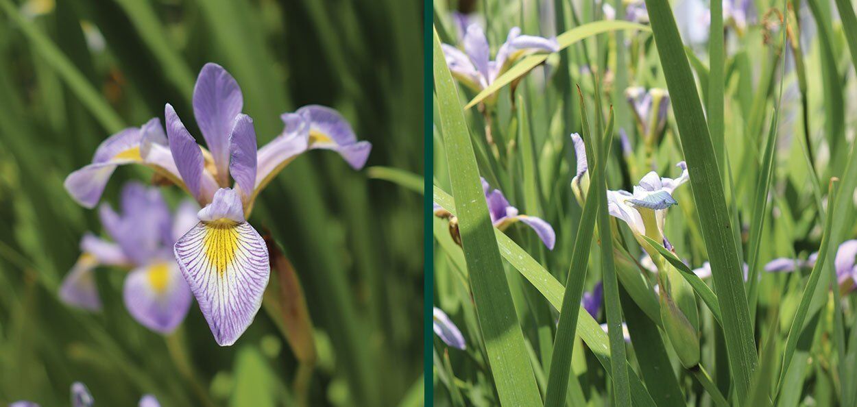 white flag iris plants
