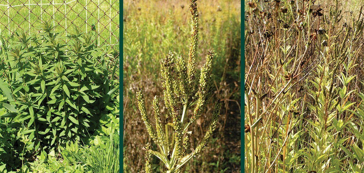 Culver's Root | Johnson's Nursery | KB