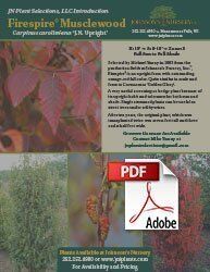 Firespire® Musclewood | Johnson's Nursery | KB