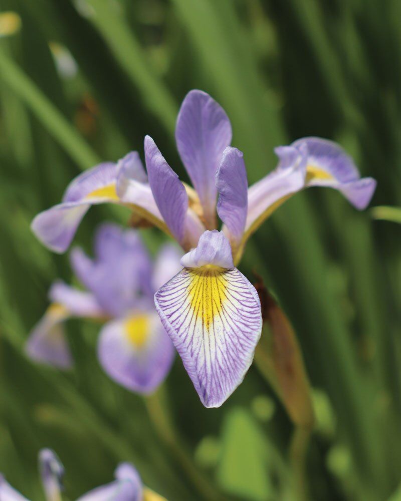 blue flag iris