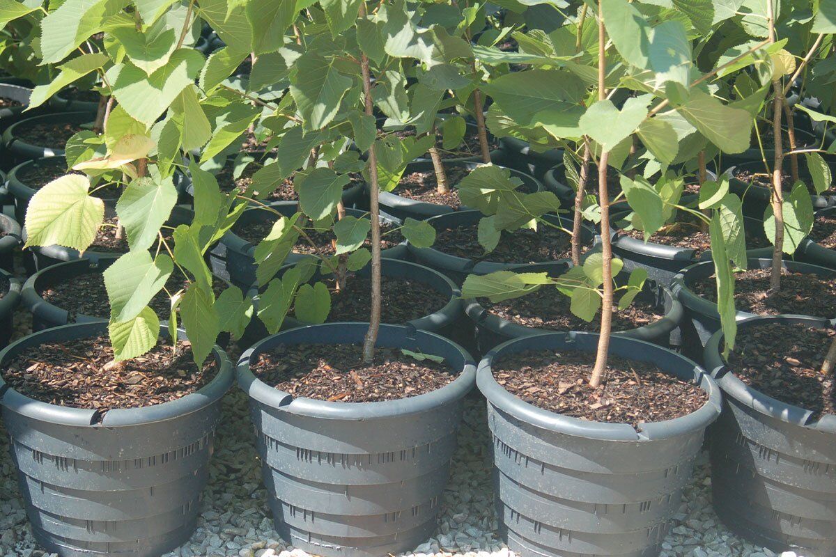 RootMaker® Containers | Johnson's Nursery | KB